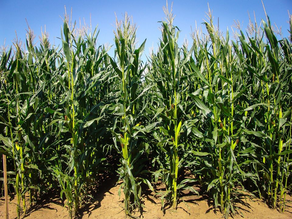 Provocări la startul campaniei de semănat la porumb - Business Press ...