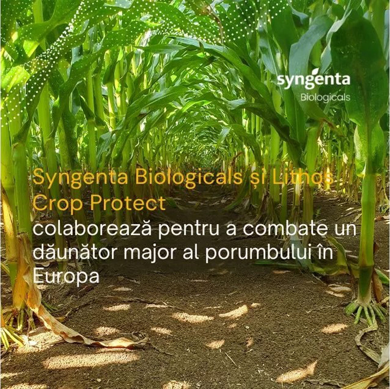Syngenta Biologicals și Lithos Crop Protect colaborează pentru a ...